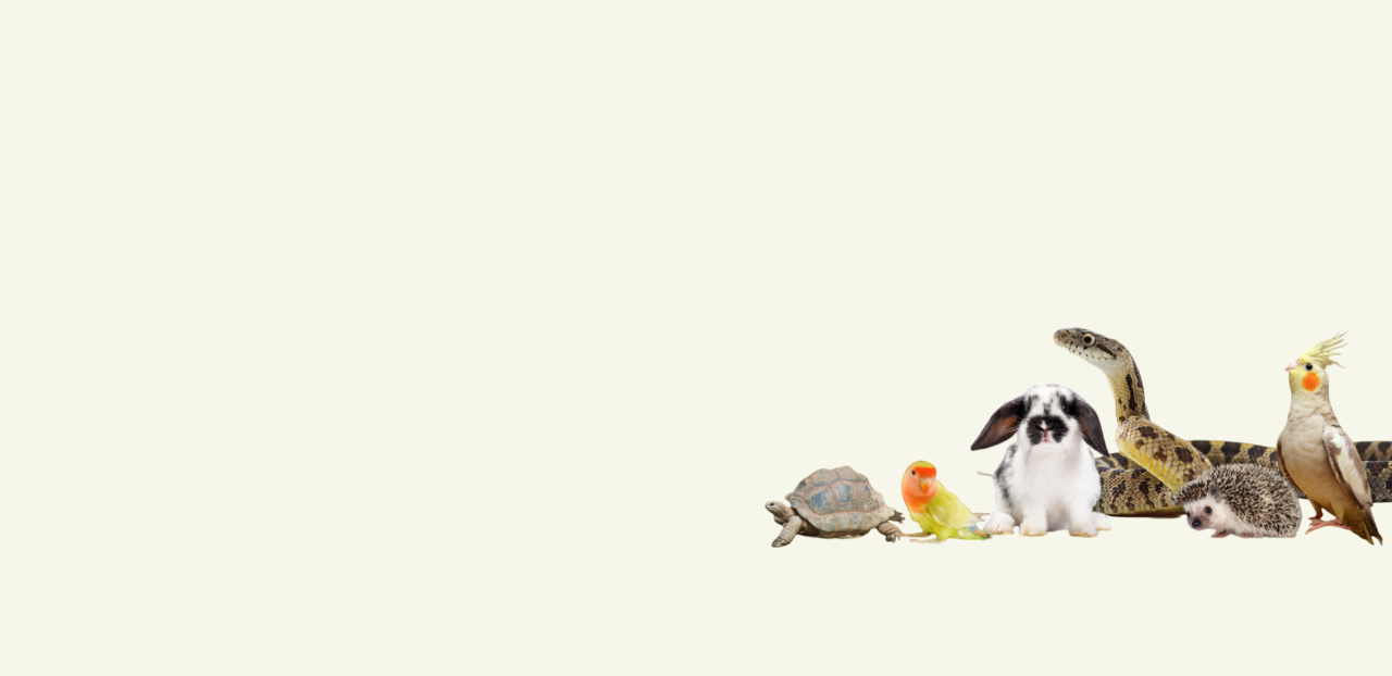 Exotics History Questionnaire | Las Tablas Animal Hospital